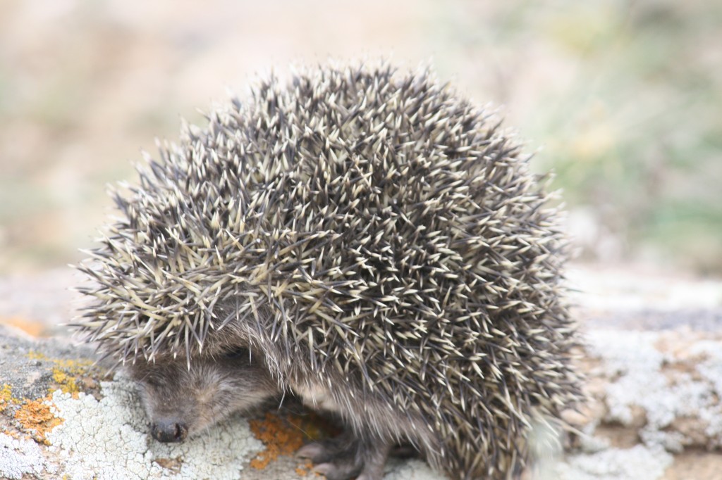 » Field Experiences Practice Conservation